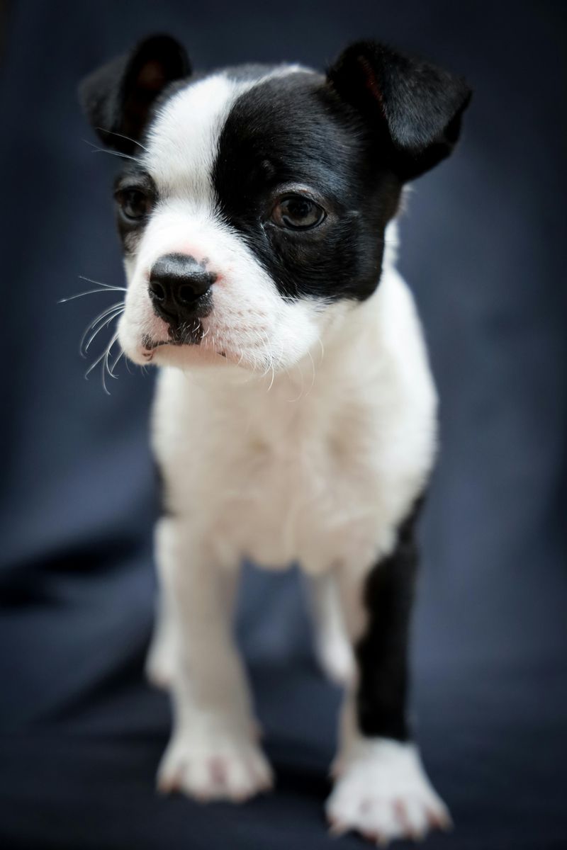 New research on dog facial expressions is everywhere – 10 breeds with ...