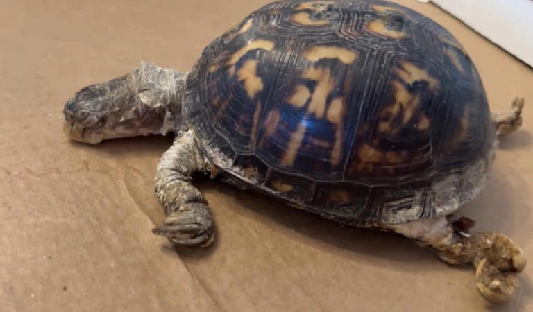 Lonely no more, Rockalina the box turtle welcomes a new friend