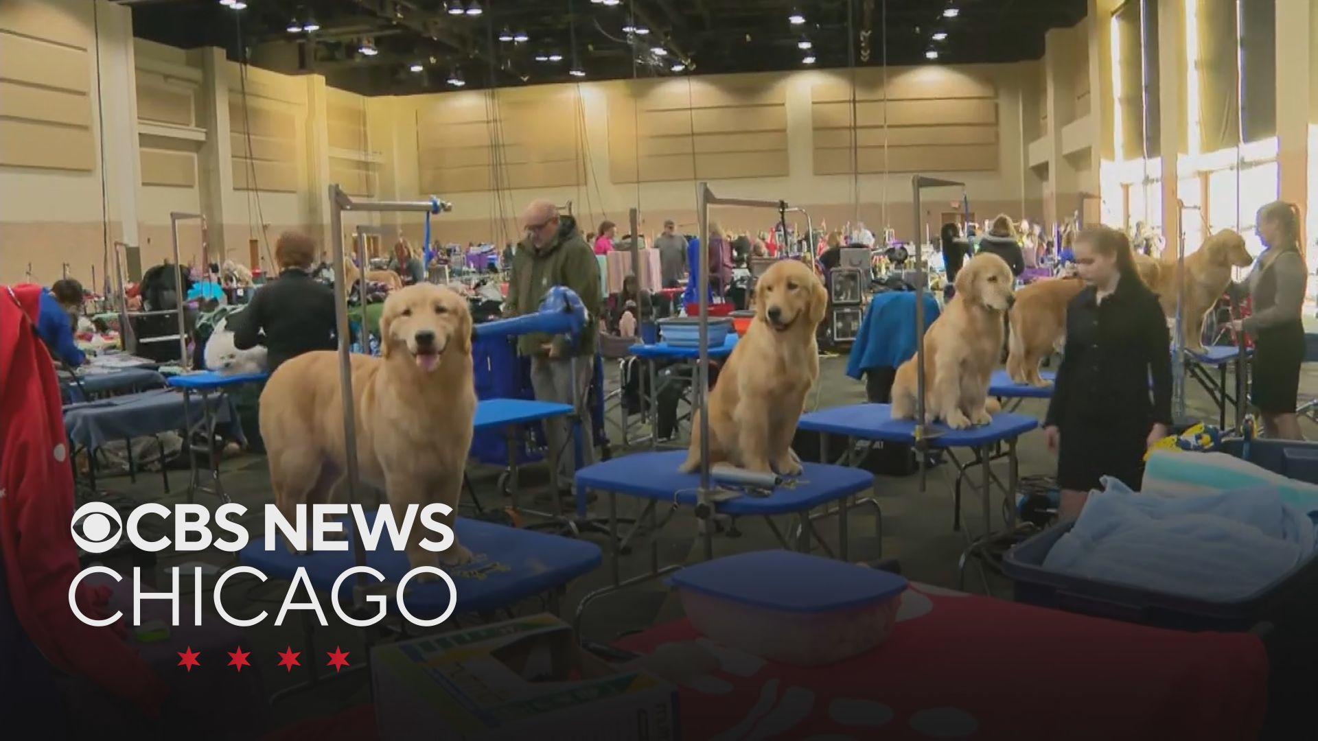 Great American Dog Show comes to Tinley Park this weekend
