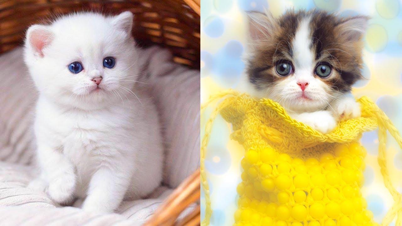 Soft and dreamy kittens