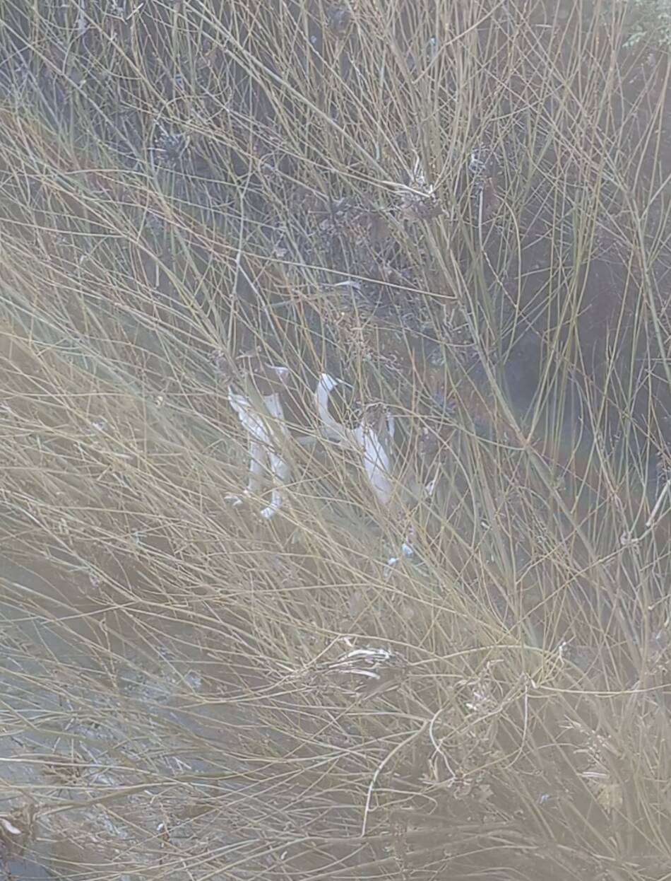 Neighbors hear ‘frantic’ howls from river bank and find someone stranded