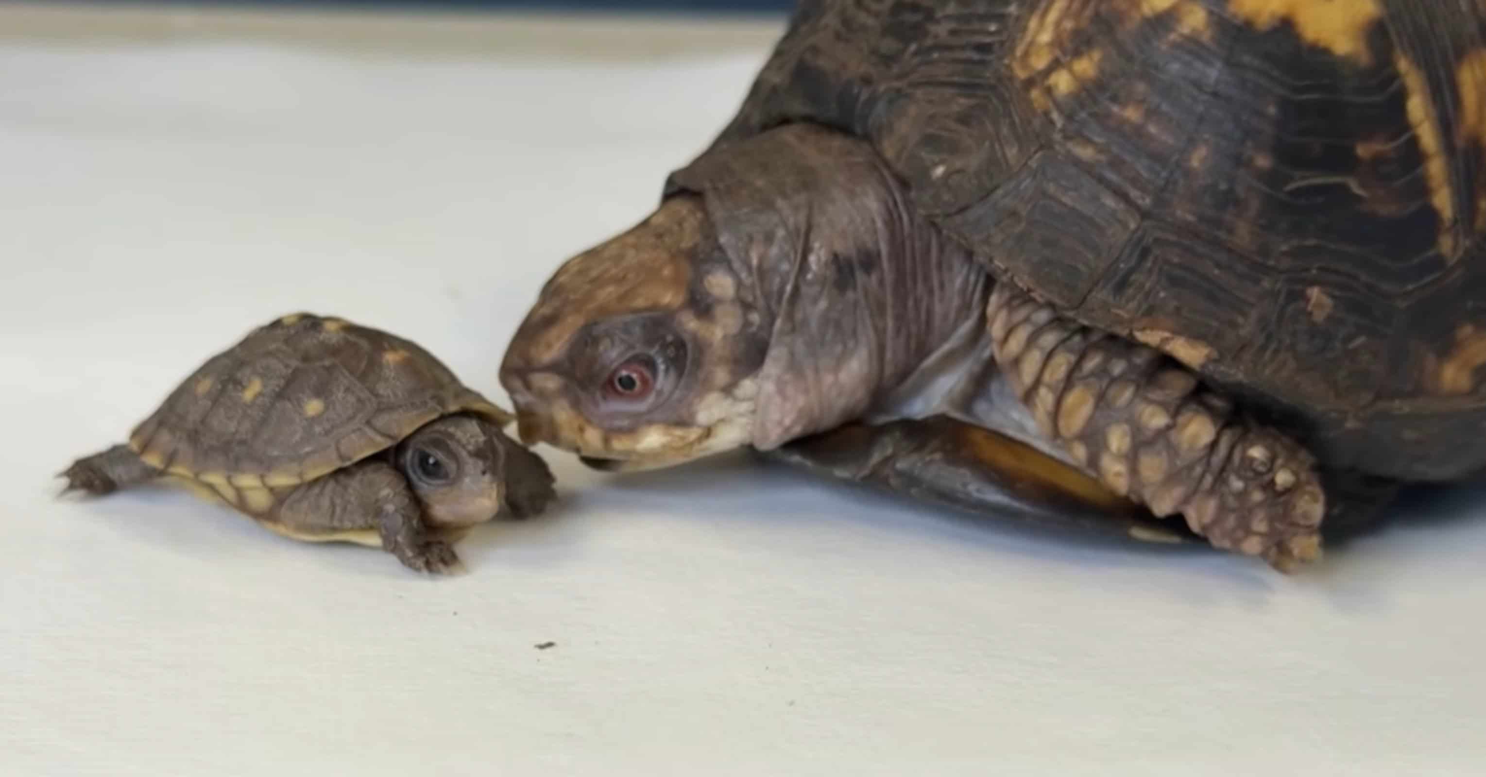 Lonely no more, Rockalina the box turtle welcomes a new friend