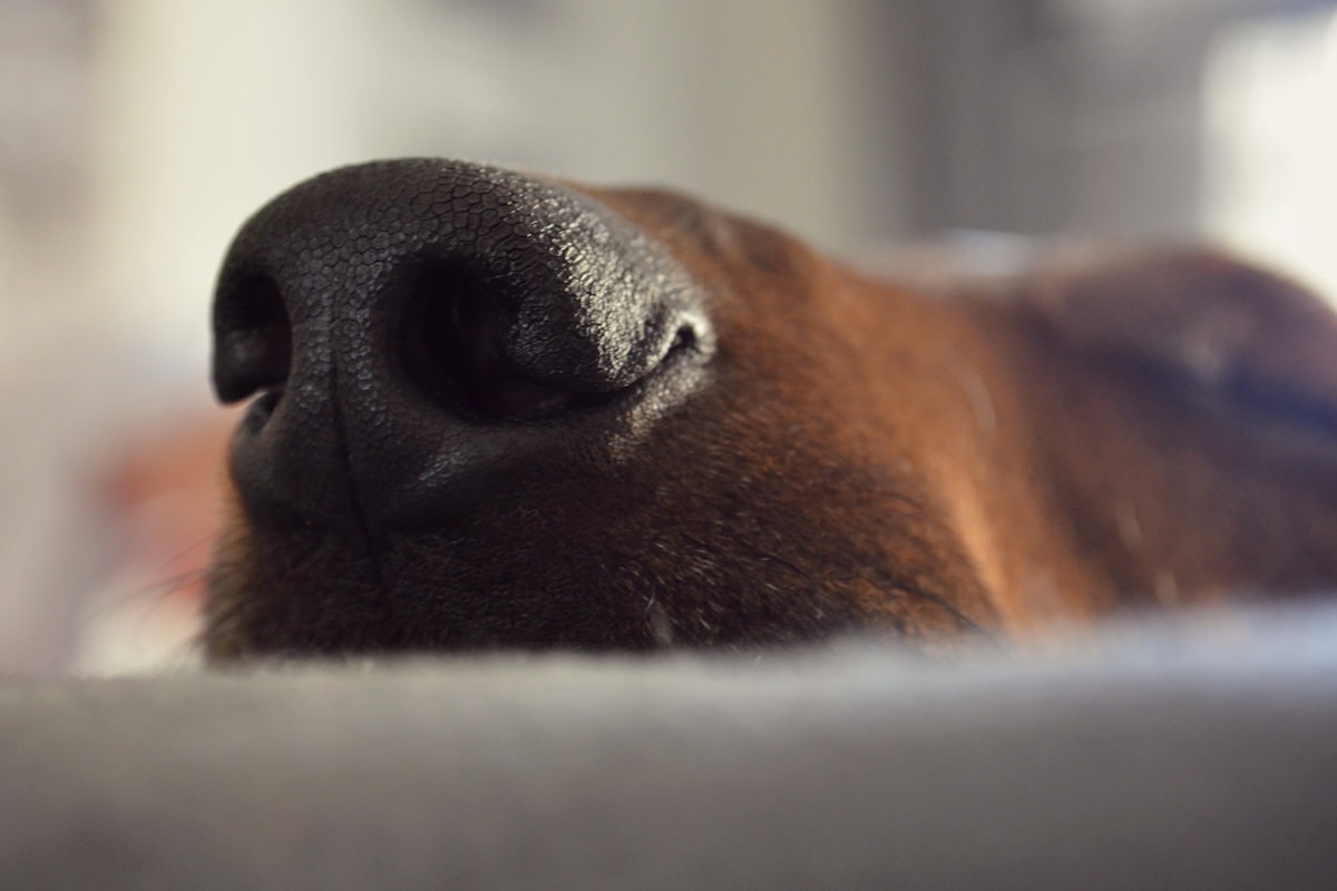 Happy dachshund’s ‘brush dance’ makes everyone want to boogie too