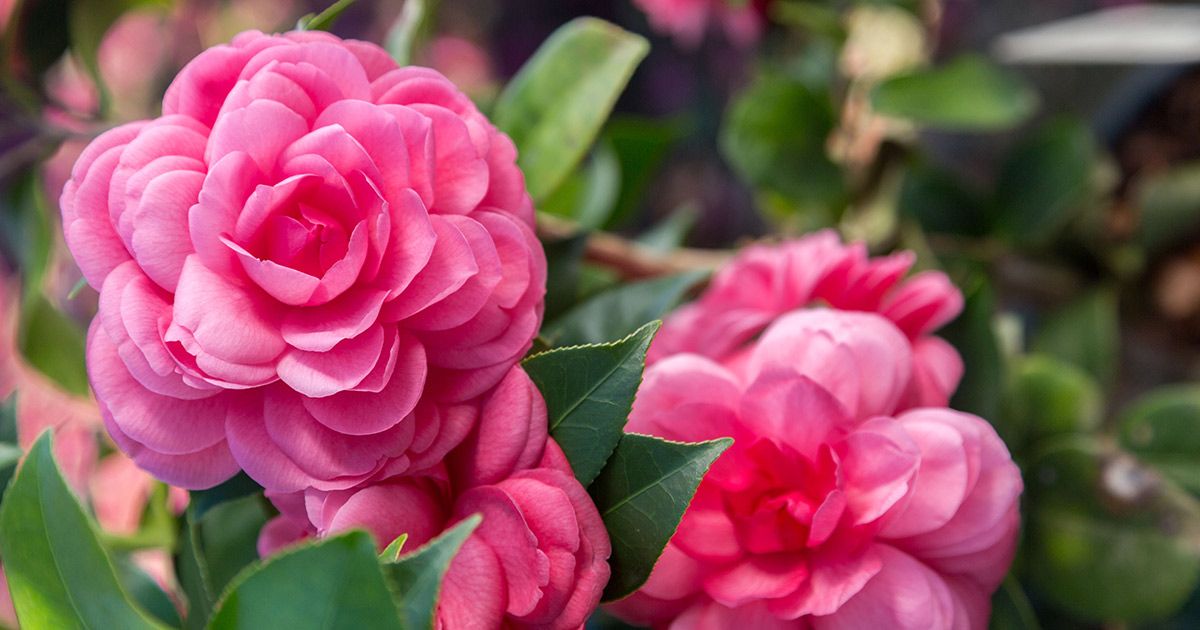 What it means if your camellias start dropping buds in January—and how ...