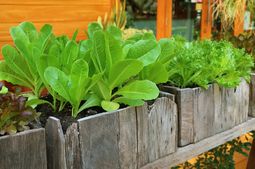 Vegetables that grow in shade containers