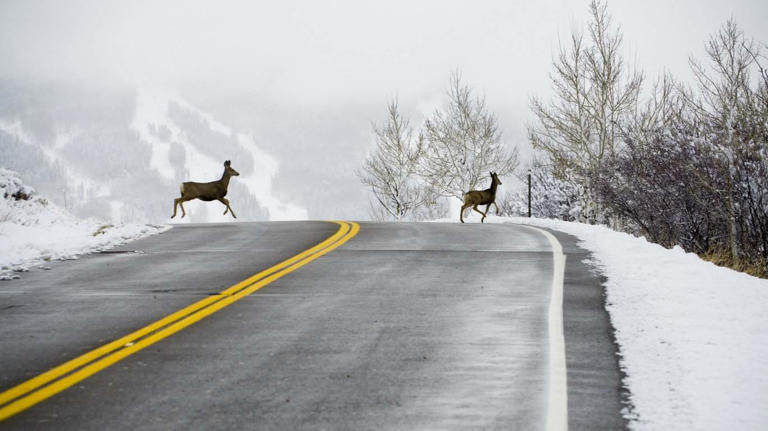 This massive Colorado wildlife bridge lets animals cross I-25 safely