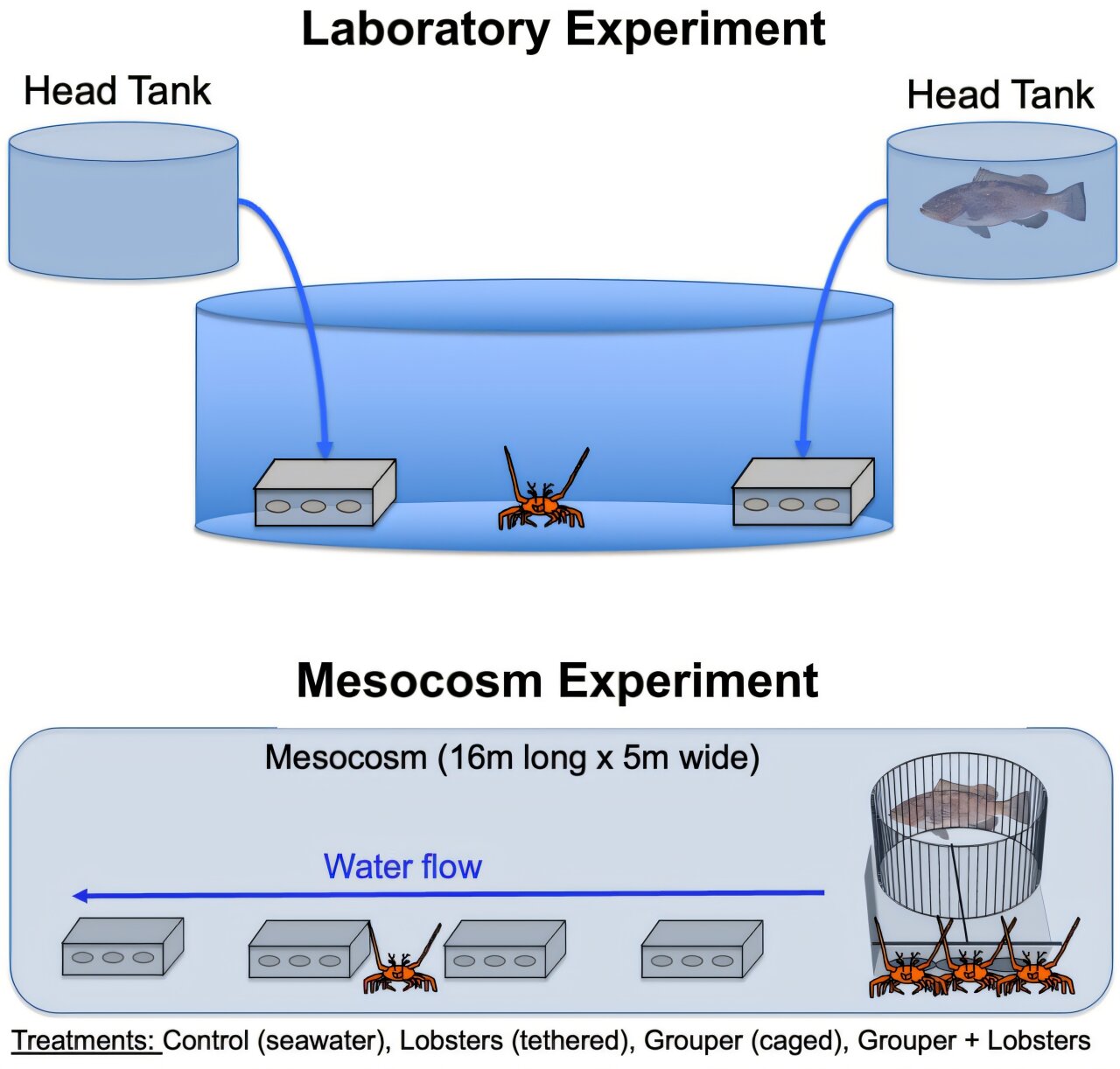 How juvenile lobsters fall into a deadly natural trap in the Florida Keys