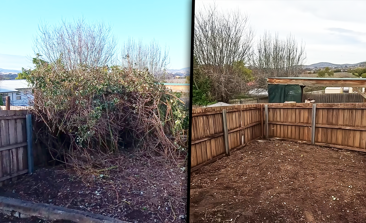 The shocking truth behind this overgrown yard