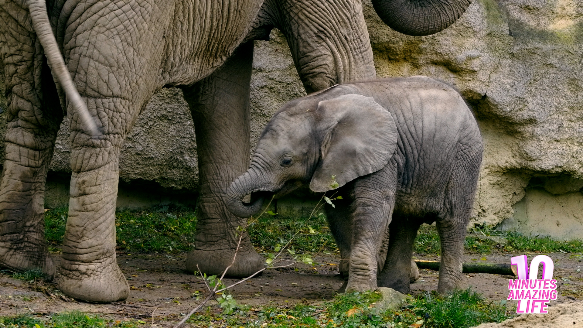 A young elephant stayed beside adults