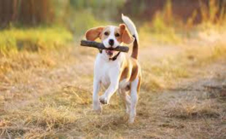 Why Playtime Is Essential for Your Dogs Health Not Just Fun