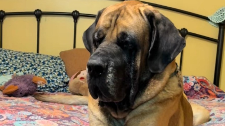 Rare Great Dane-mastiff mix pouts just like a toddler after being told 'no'