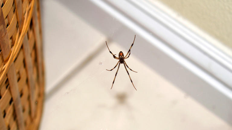 Can this all-natural spider repellent really keep these insects away ...