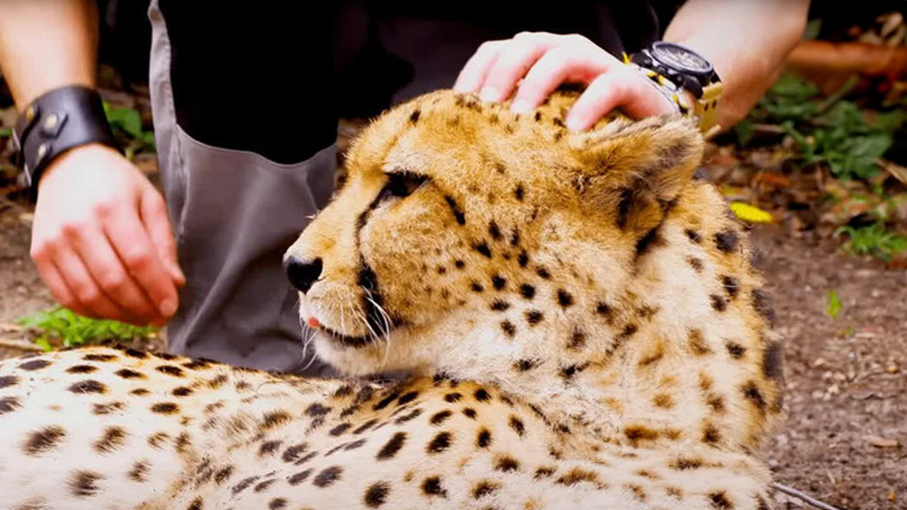 The world of apex predators