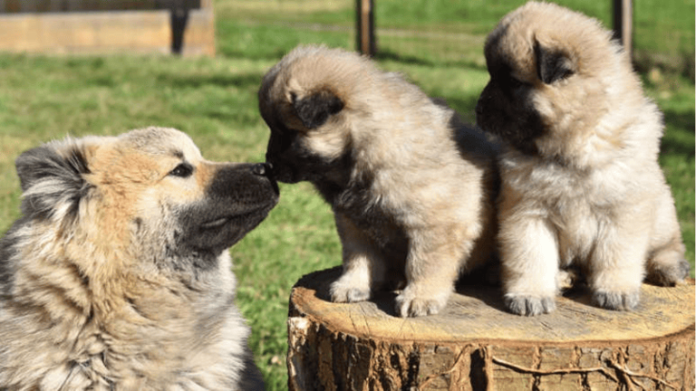 9 things your dog thinks and feels when they see you getting ready to ...