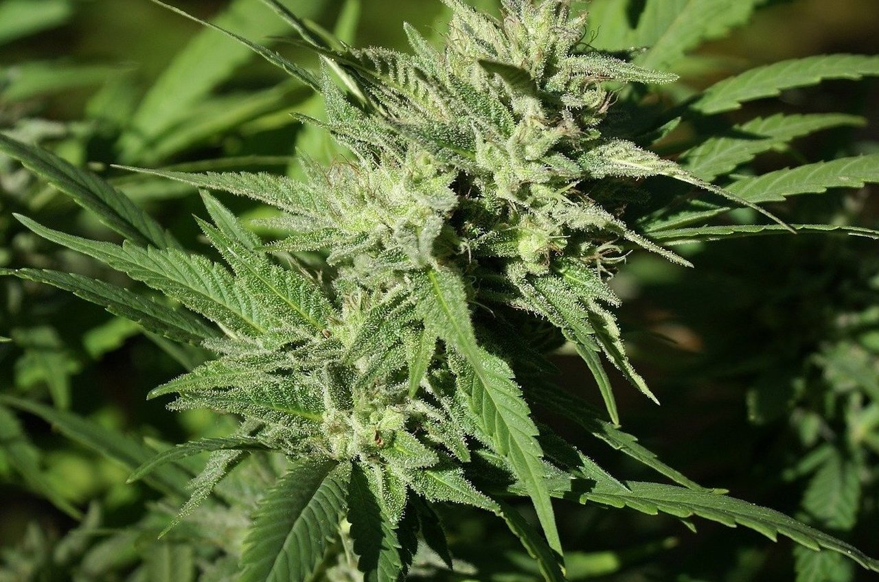 Origins of THC, CBD and CBC in cannabis revealed