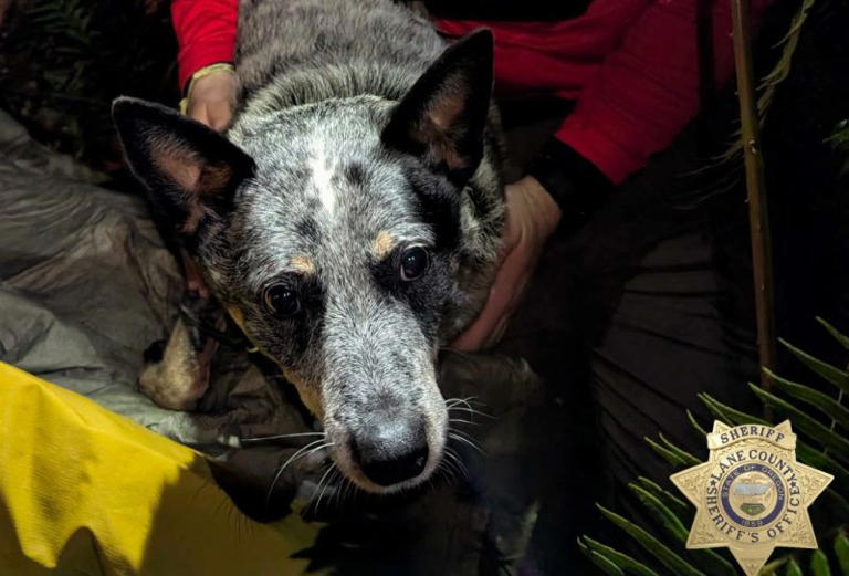 Missing woman, 82, found alive in the woods after dog kept her warm ...