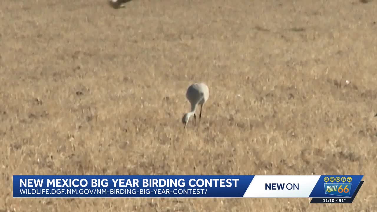 New Mexico introduces first-ever birding competition