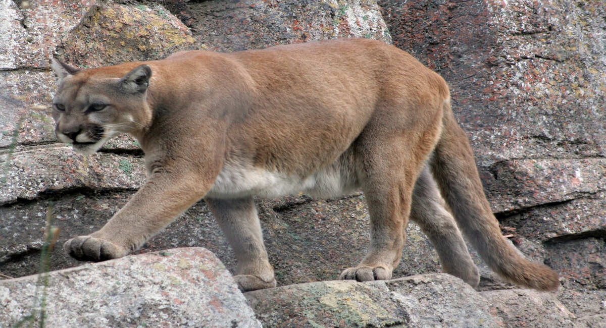 Colorado woman tragically dead after suspected mountain lion attack