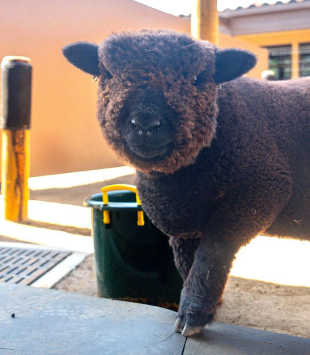 Helen Woodward Animal Center welcomes two new fluffy residents