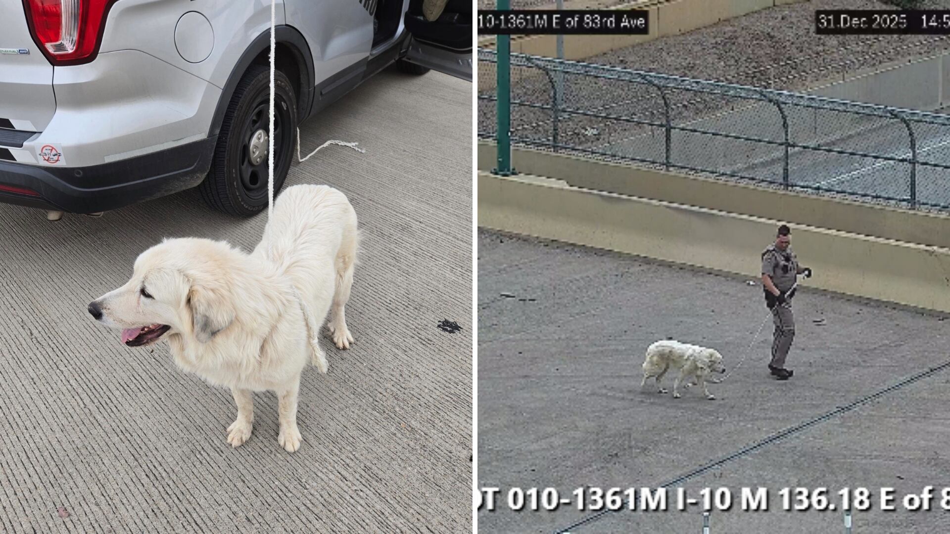 ADOT supervisor helps reunite family with dog found wandering near ...