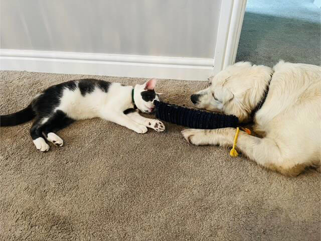 Rescuers wonder why cat was abandoned — until they see his face