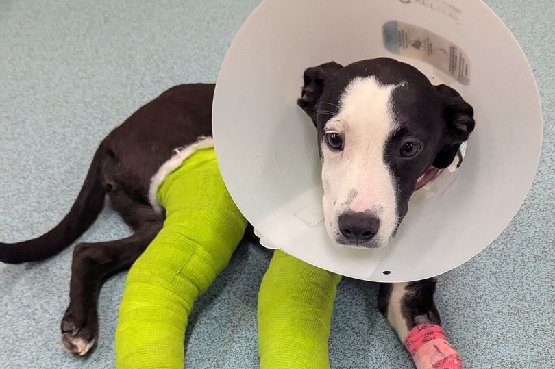 Five-month-old pup left with two broken legs on the mend after life ...
