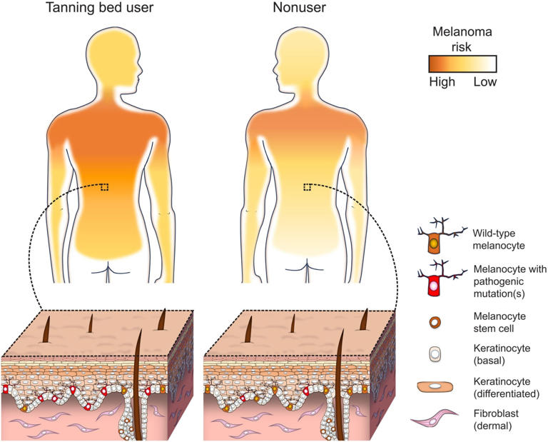 Tanning beds turn young skin genetically old, study finds