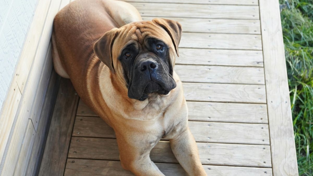 These dog breeds no longer appeal to many owners, according to the ...