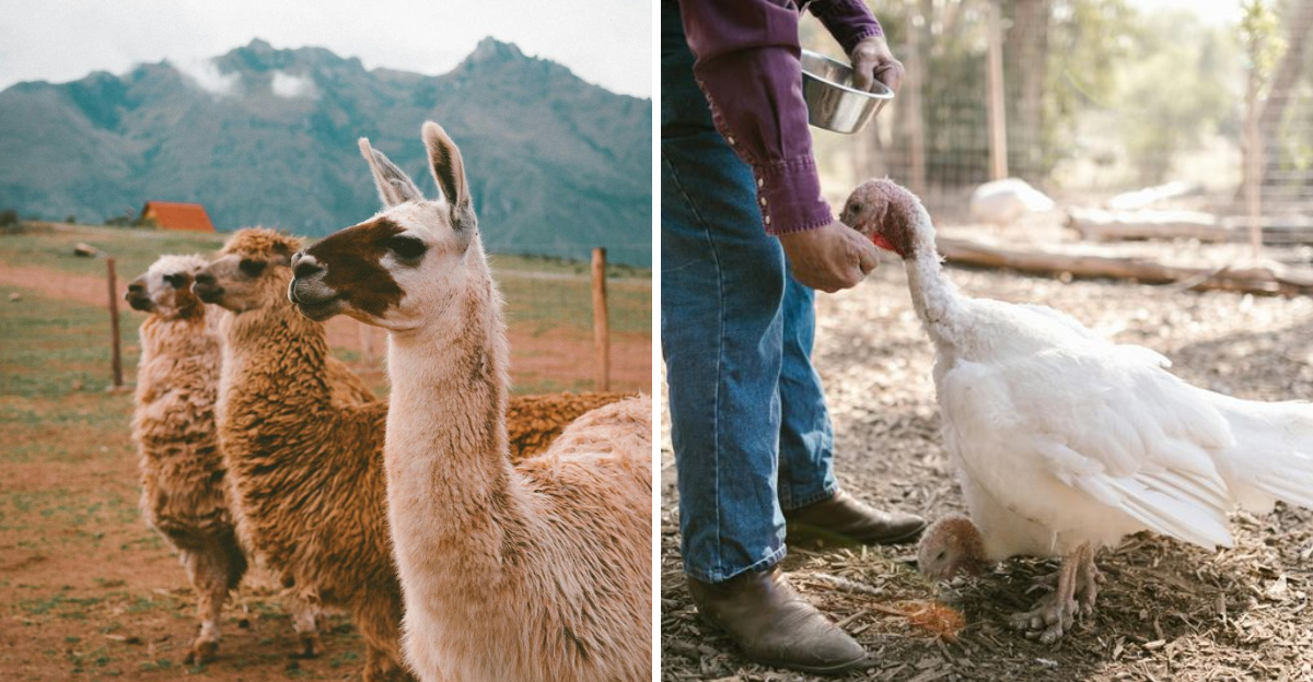 13 farm animals that are smarter than they look