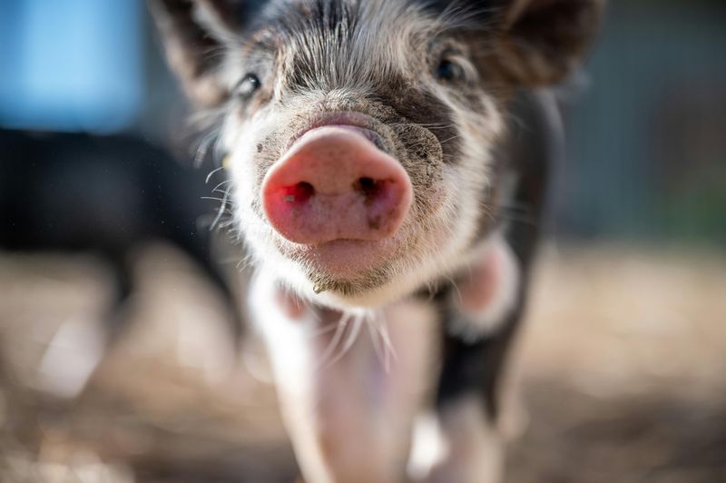 13 farm animals that are smarter than they look