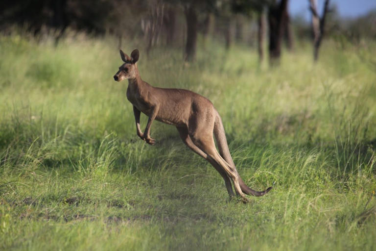 Kangaroos use unique posture trick to save energy when hopping