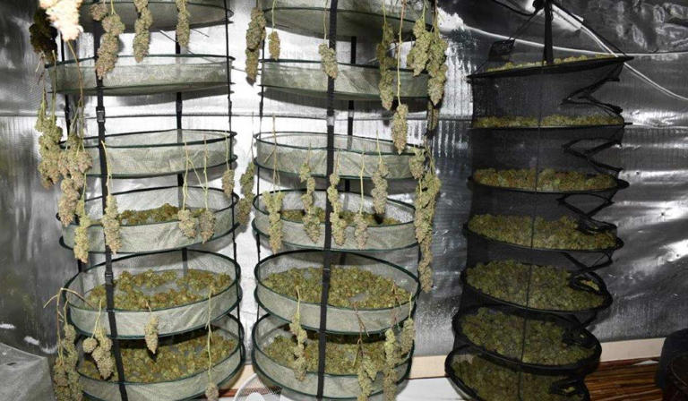 Over €2million worth of cannabis seized in County Westmeath