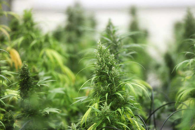 Idaho has held out against weed. Could a Trump executive order change that?