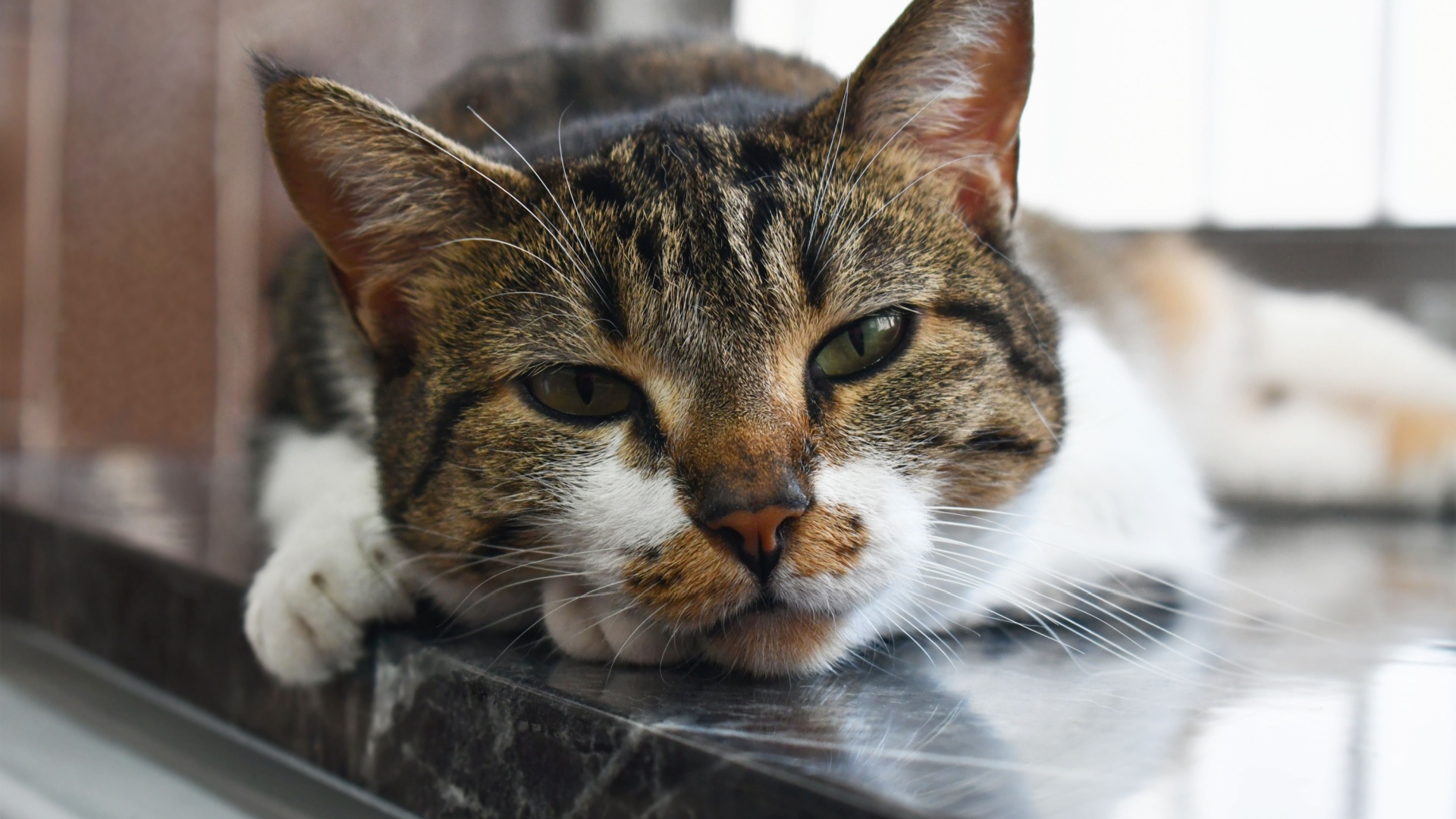 9 unique skills that make cats truly special pets