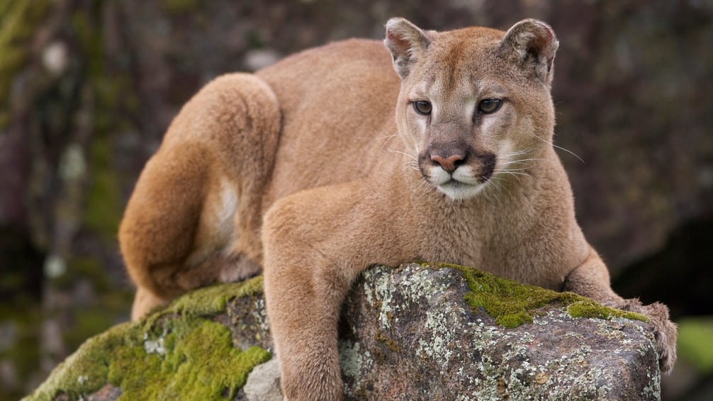 Woman dead after suspected mountain lion attack in Colorado