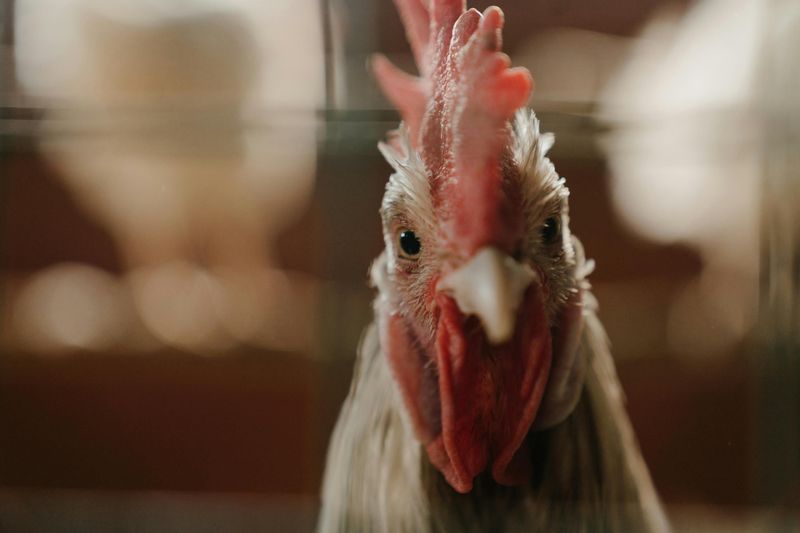 13 farm animals that are smarter than they look