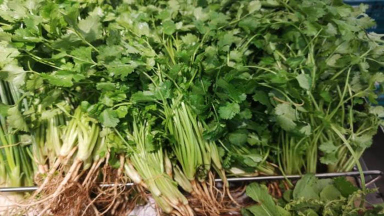 Fresh coriander spoils quickly? Follow these simple storage tips