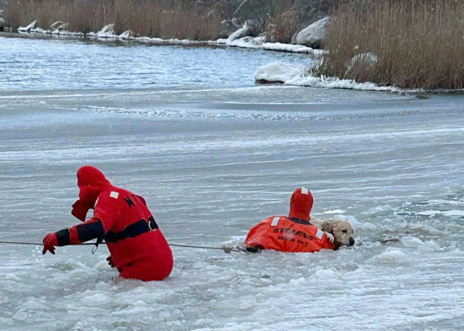 Dog saved by US firefighters after falling through ice