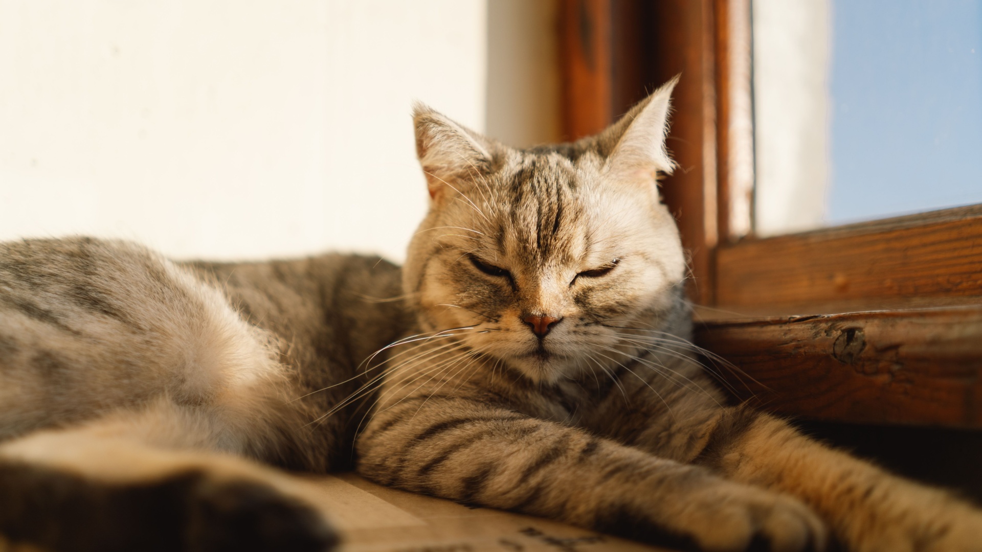 Where is a cat happiest? These 7 environments reveal it