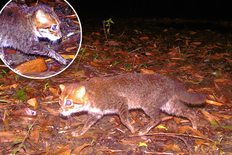 Possibly extinct flat-headed cat caught on camera — after not being ...