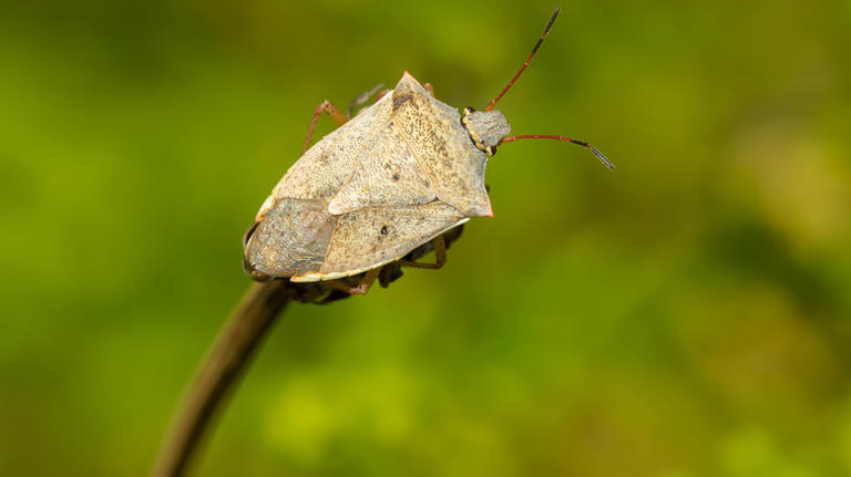 20 types of stink bugs you should know about (& how to keep them away)