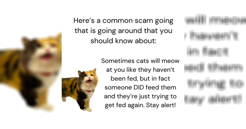 Funniest cat memes for feline fanatics