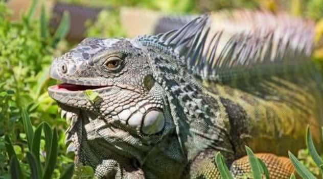 It’s raining reptiles: Arctic chill greets Florida New Year with frozen ...