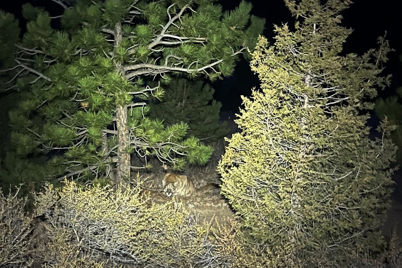 Man fought off a mountain lion weeks before a suspected fatal Colorado ...