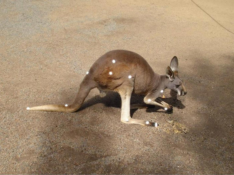 Kangaroos use unique posture trick to save energy when hopping