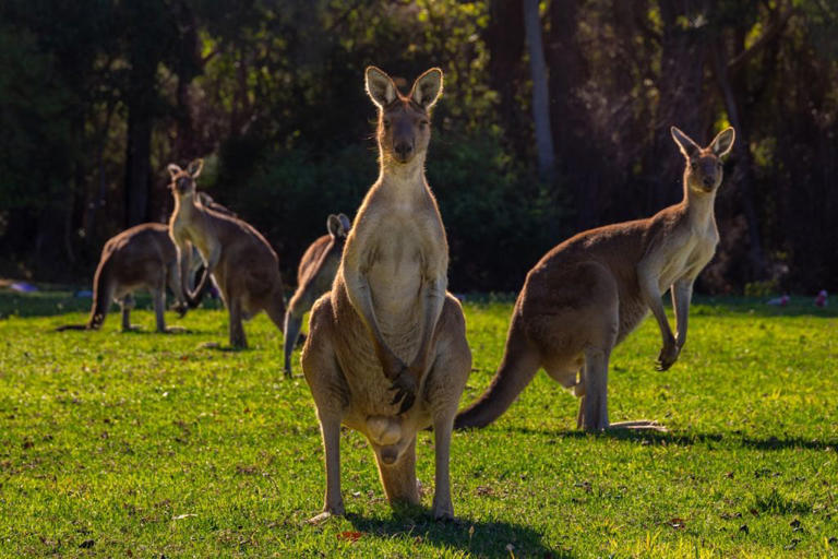 Kangaroos use unique posture trick to save energy when hopping