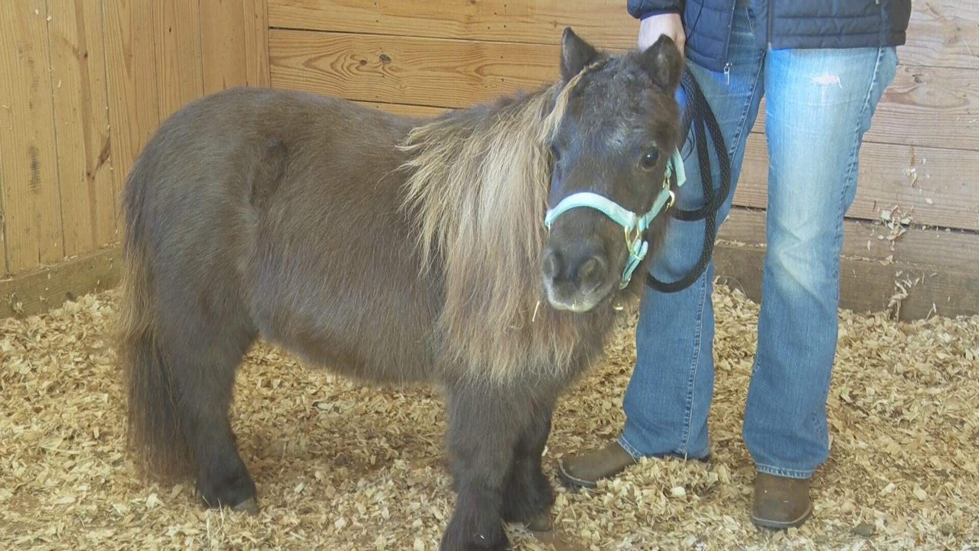 Wiregrass Horse Rescue plans expansion with new barn