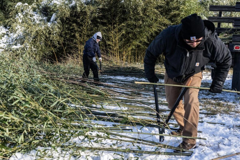 Washington zoo's hungry new pandas keep bamboo farmers extra busy