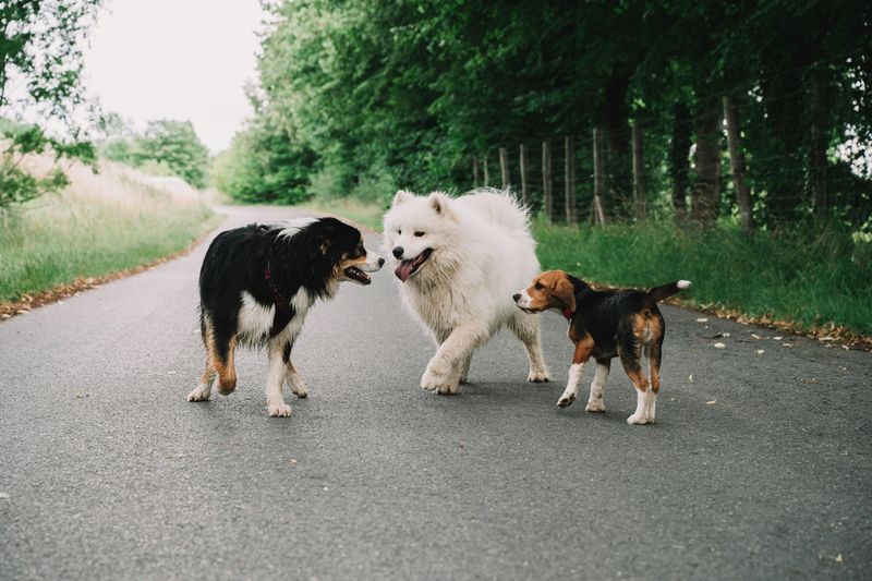 9 dogs that are natural companions for other pets