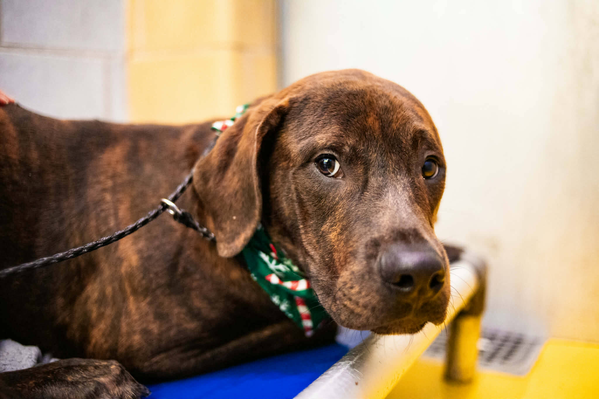 Photographer coaxes smile out of shelter 'underdog' who wouldn't leave ...